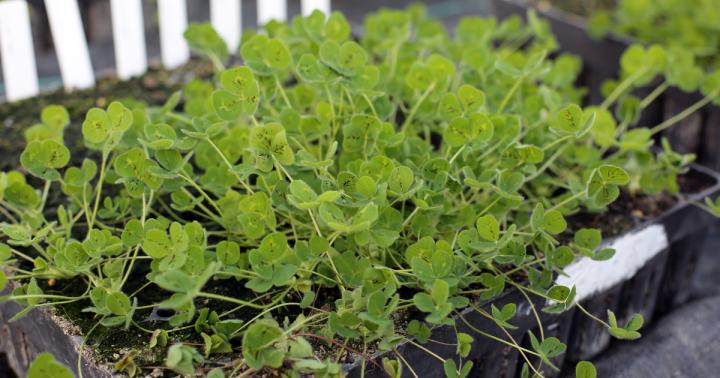 Clover [IMAGE] | EurekAlert! Science News Releases