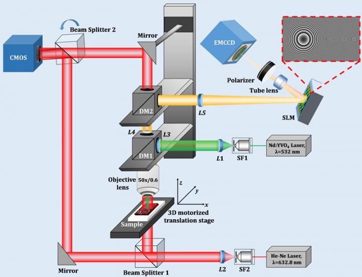 Figure 1 [IMAGE] | EurekAlert! Science News Releases