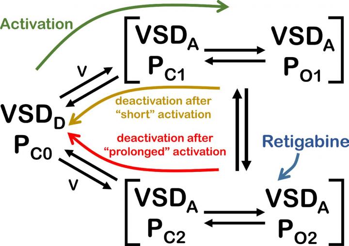 Retigabine's Effect [IMAGE] | EurekAlert! Science News Releases
