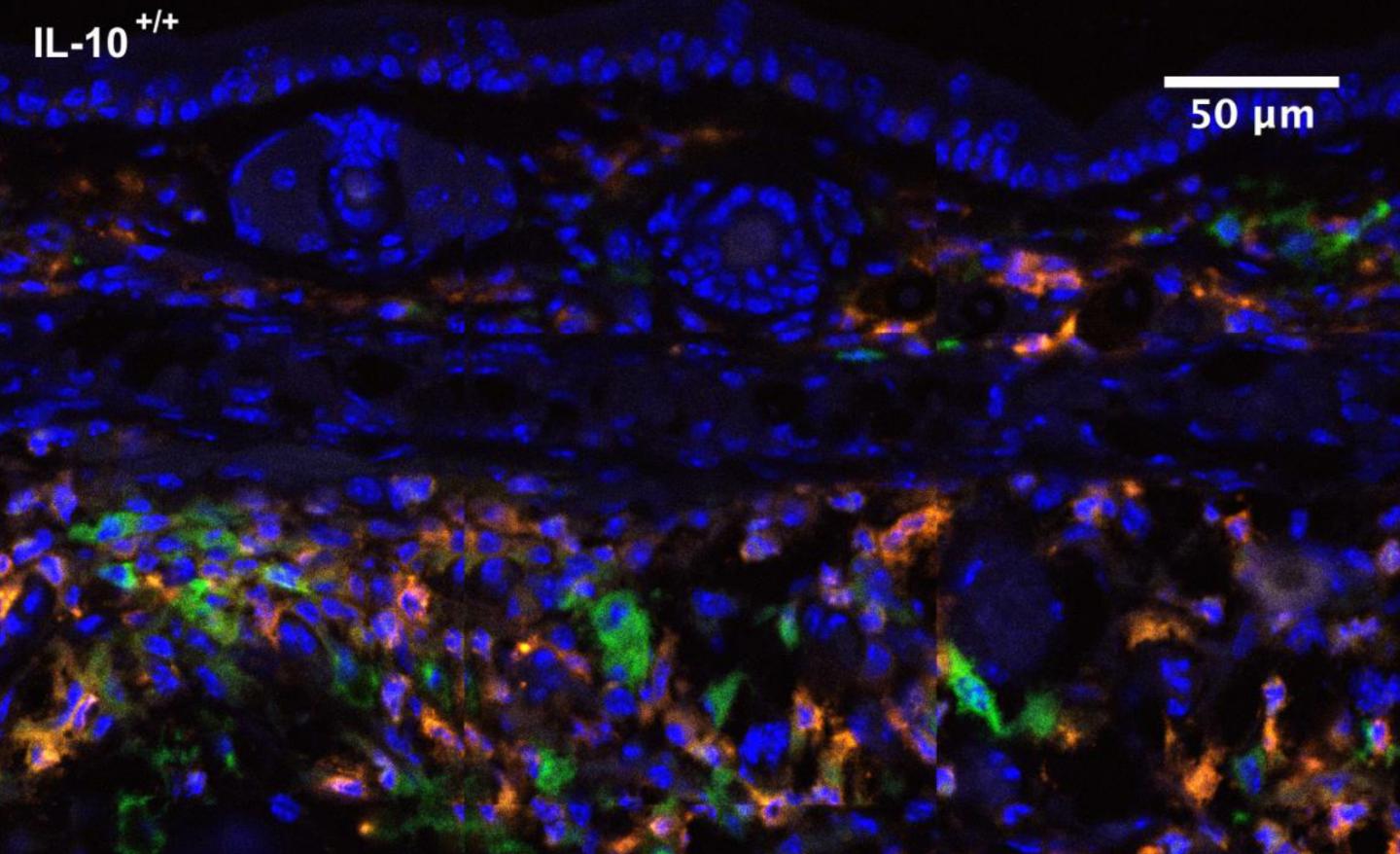 Skin of Normal Mice [IMAGE] | EurekAlert! Science News Releases