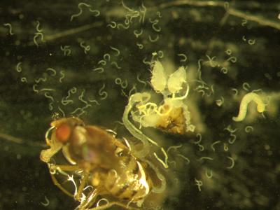 Fly Bacteria Protects Against Infertility (6 | EurekAlert!