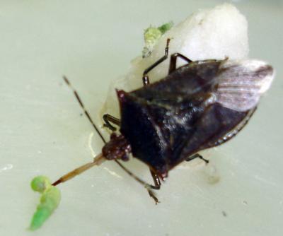 New study may aid rearing of stink bugs for b | EurekAlert!