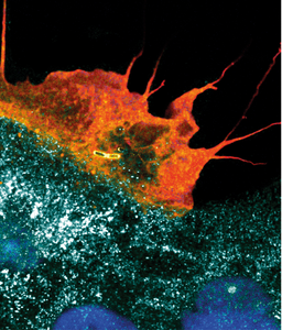 Plasma membrane ruffle [IMAGE] | EurekAlert! Science News Releases