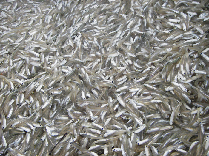 Forage Fish [IMAGE] | EurekAlert! Science News Releases