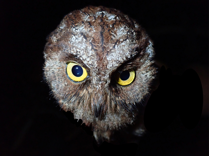 New species of owl discovered in the rainfore | EurekAlert!