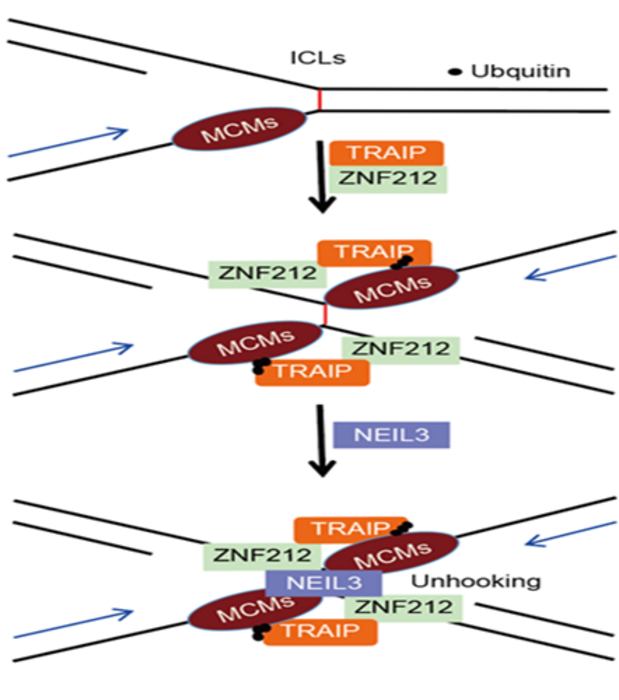 ZNF212 protein moves with TRAI [IMAGE] | EurekAlert! Science News Releases
