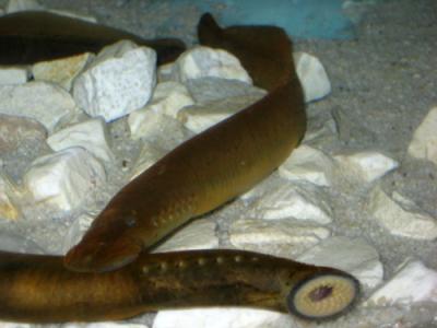 Lamprey Fish [IMAGE] | EurekAlert! Science News Releases