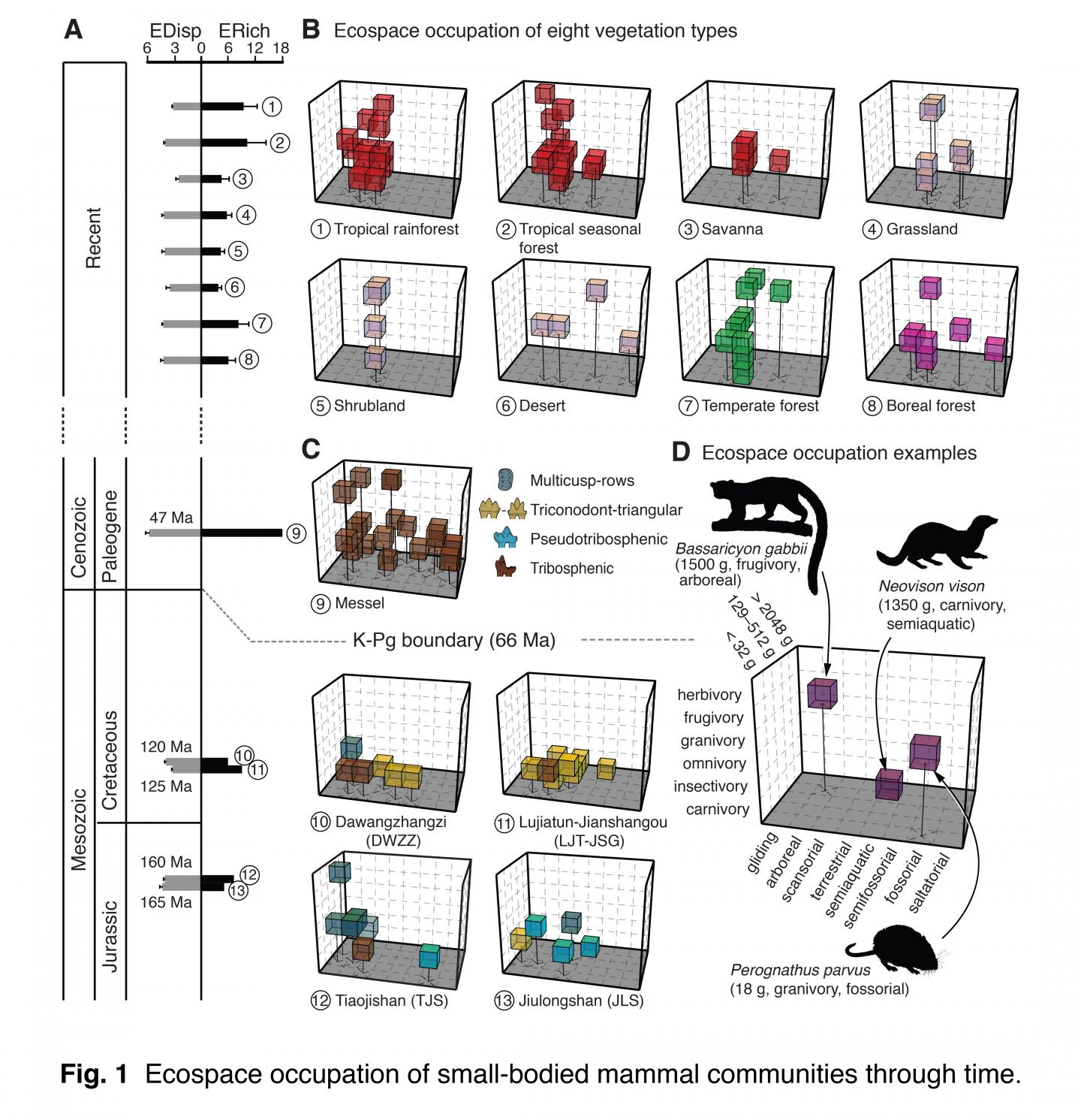 Eco-cells and Ecospace [IMAGE] | EurekAlert! Science News Releases