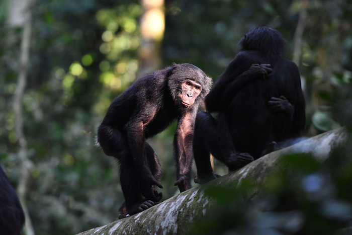 Male and female bonobos intera [IMAGE] | EurekAlert! Science News Releases