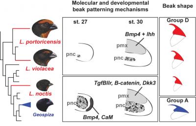 Diagram of Taxonomy, Developme [IMAGE] | EurekAlert! Science News Releases