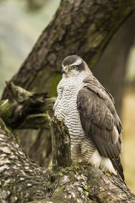 Northern Goshawk [IMAGE] | EurekAlert! Science News Releases