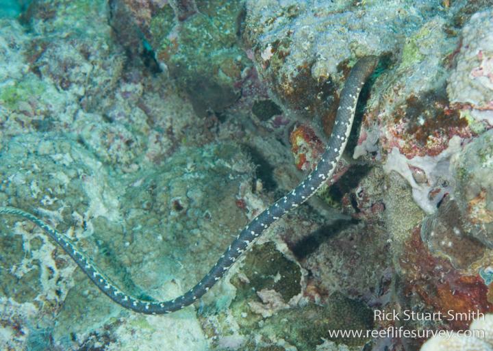 Aipysurus laevis [IMAGE] | EurekAlert! Science News Releases