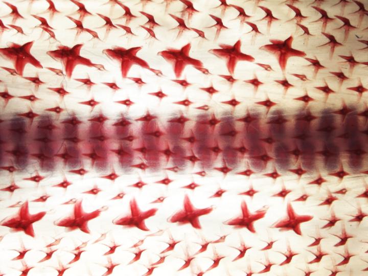 Bird Feathers and Shark Skin: Explained by th | EurekAlert!