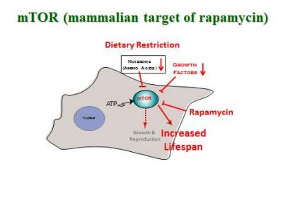 Research explains action of drug that may slo | EurekAlert!