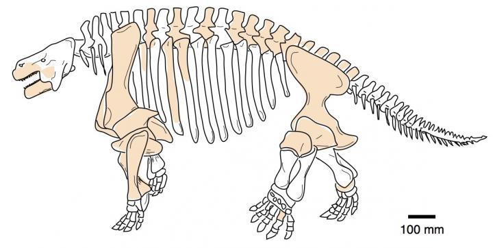 Skeleton of Shihtienfenia, a L [IMAGE] | EurekAlert! Science News Releases