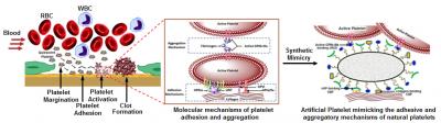Artificial Platelet Schematic [IMAGE] | EurekAlert! Science News Releases