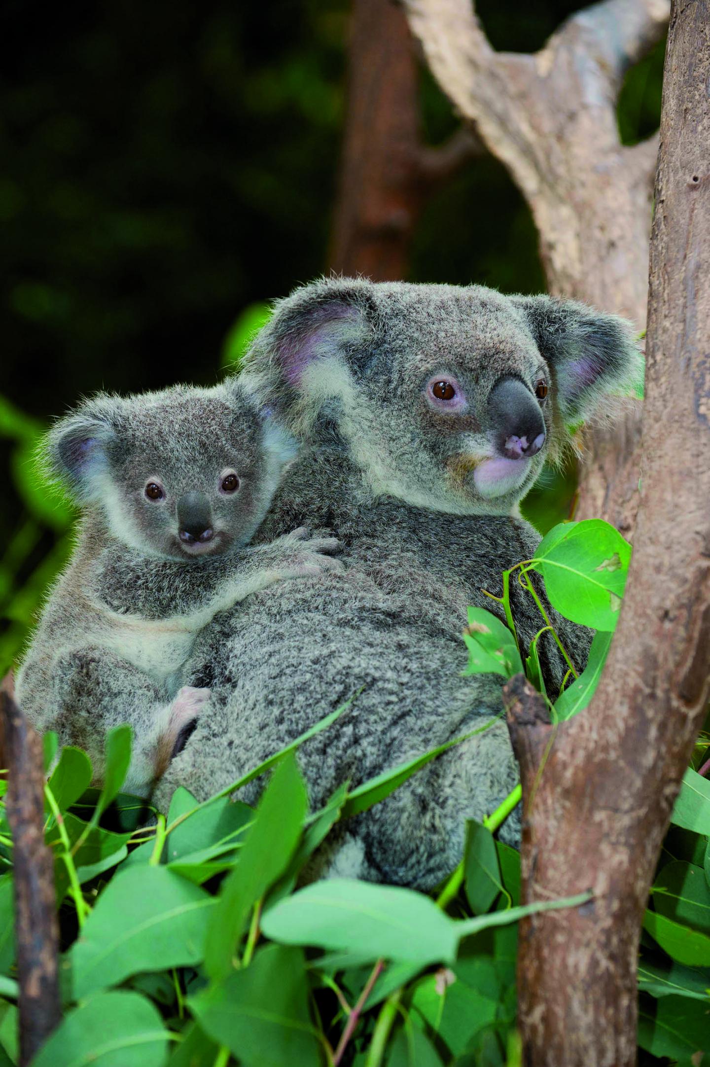 Two Koalas in a Tree [IMAGE] | EurekAlert! Science News Releases