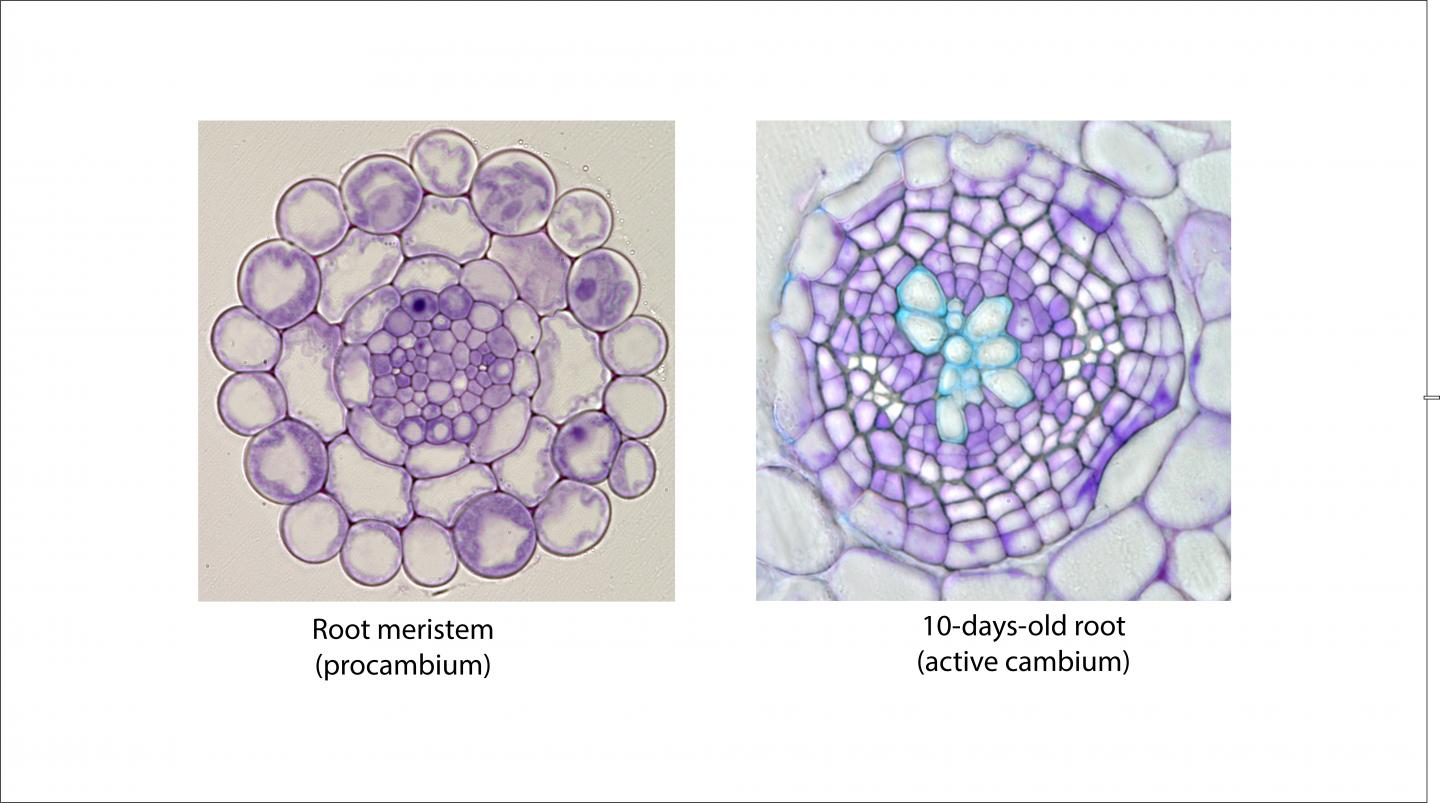 Root Development [IMAGE] | EurekAlert! Science News Releases