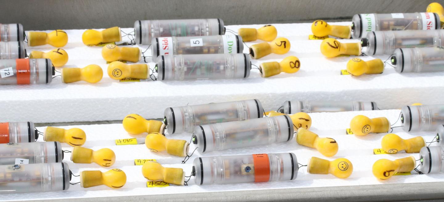 Sensor Fish [IMAGE] | EurekAlert! Science News Releases