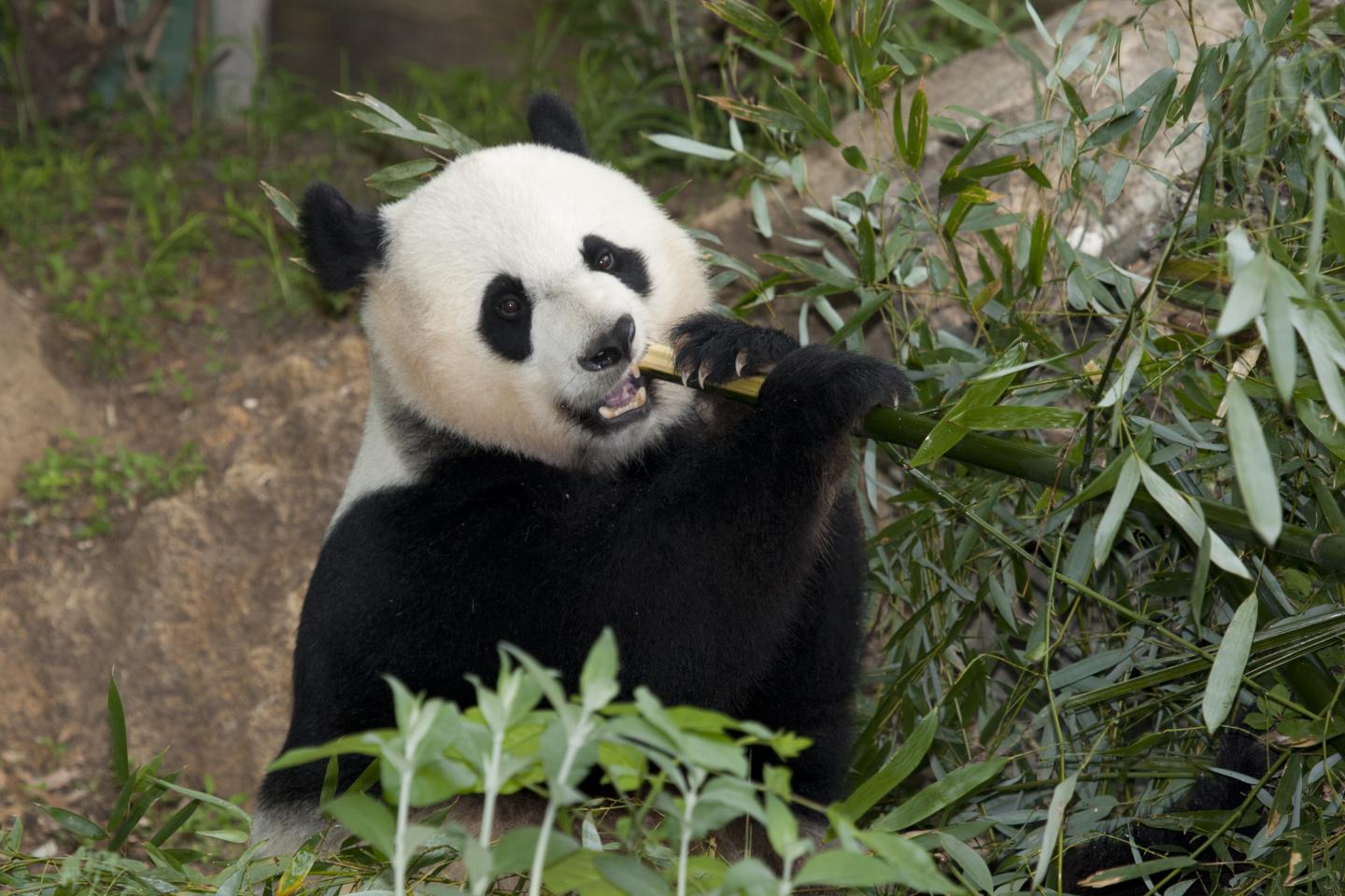 Giant Panda [IMAGE] | EurekAlert! Science News Releases
