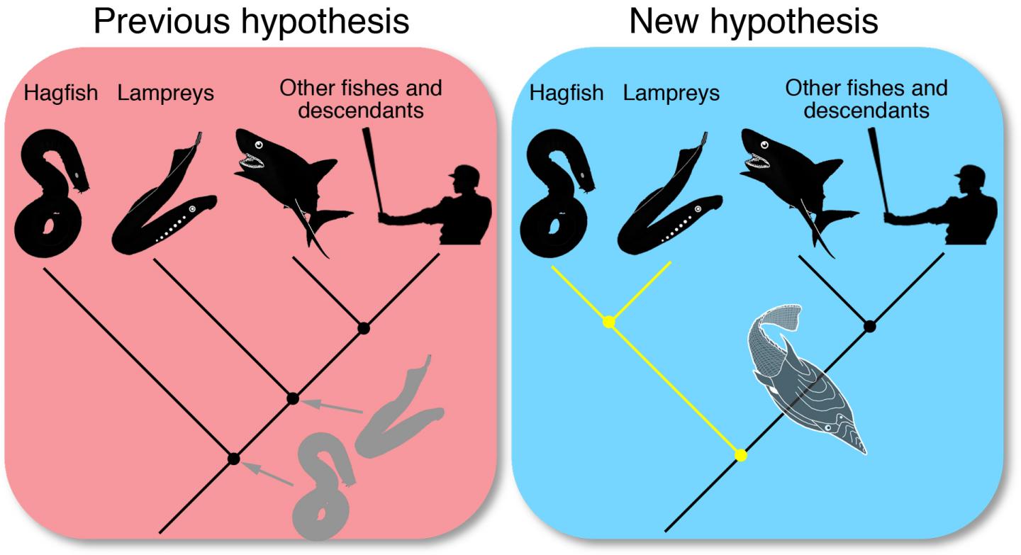 Hagfish Vertebrate Tree [IMAGE] | EurekAlert! Science News Releases