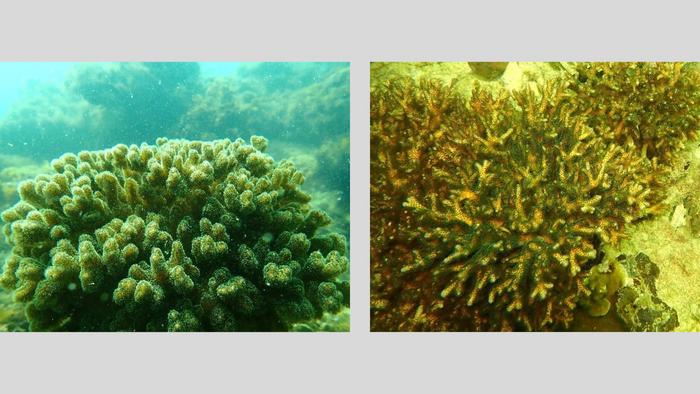 Coral morphologies [IMAGE] | EurekAlert! Science News Releases