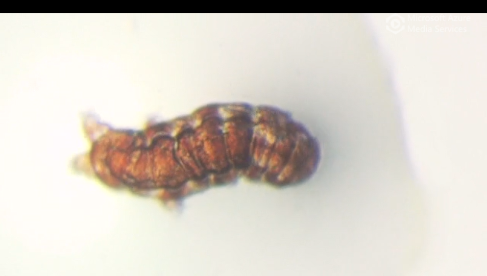How tardigrades bear dehydration | EurekAlert!