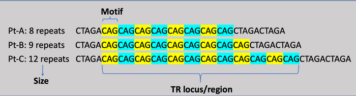 Tandem Repeat [IMAGE] | EurekAlert! Science News Releases