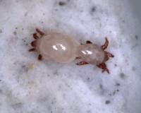 Favoring Family Boosts Bulb Mite Reproductive | EurekAlert!