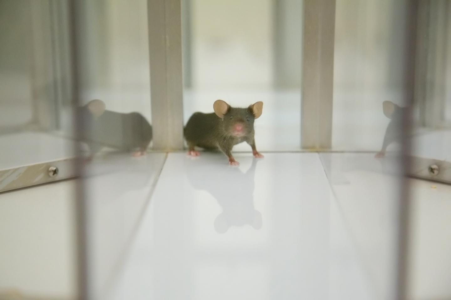 Mouse in Memory Maze [IMAGE] | EurekAlert! Science News Releases