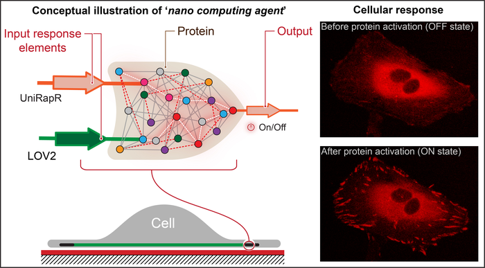 Nanoscale ‘computer’ controls function of pro | EurekAlert!