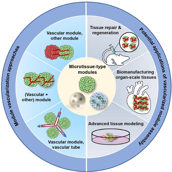 Module Vascularization Approac [image] Eurekalert Science News Releases