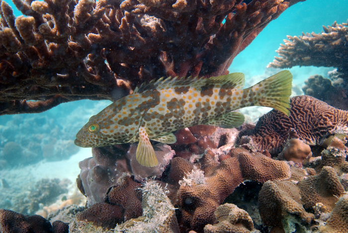 NYUAD researchers discover expanding and inte | EurekAlert!