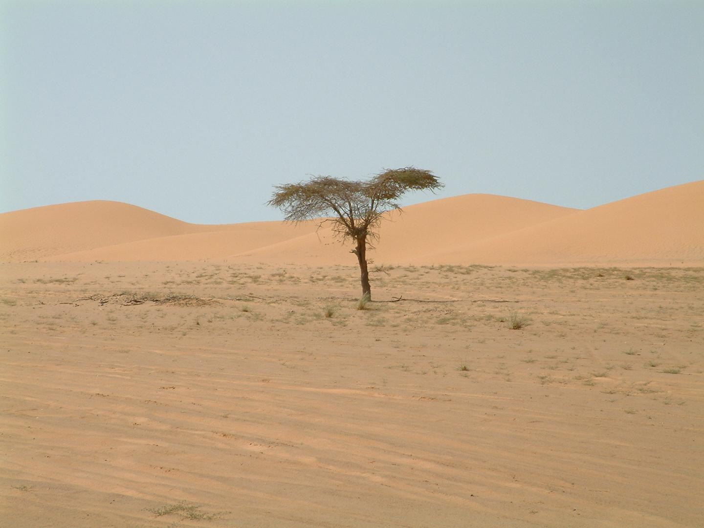 The Mauritanian Sahara after a [IMAGE] | EurekAlert! Science News Releases