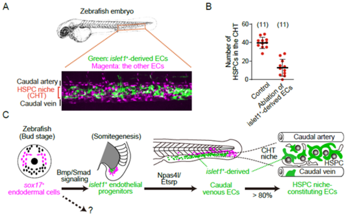 A novel endothelial lineage th [IMAGE] | EurekAlert! Science News Releases