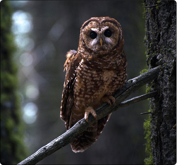 Figure 1 [IMAGE] | EurekAlert! Science News Releases