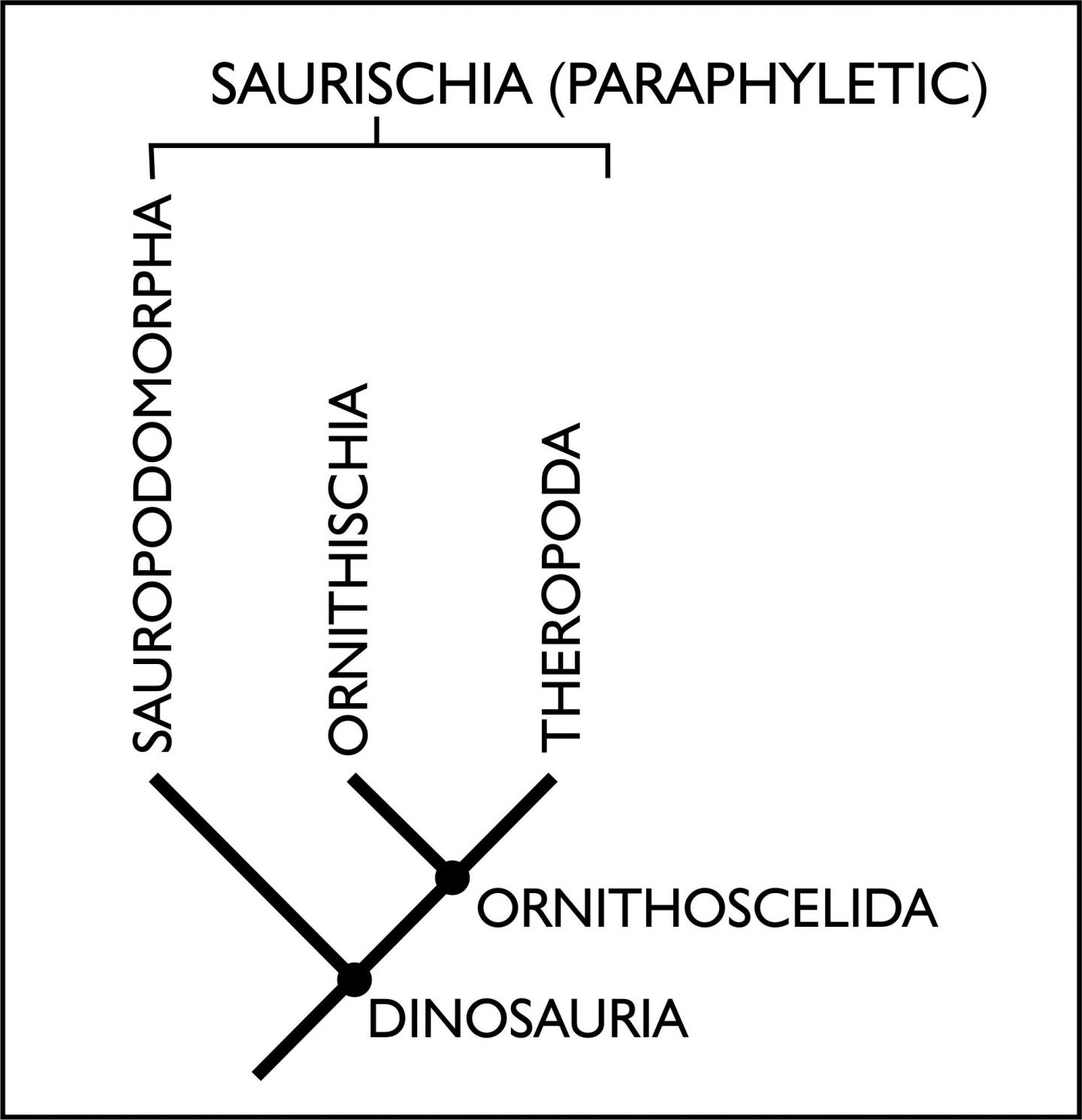 Figure 2: The New Family Tree [IMAGE] | EurekAlert! Science News Releases