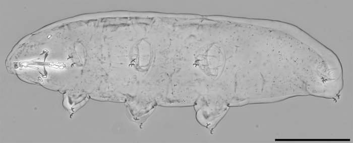 New tardigrade Macrobiotus nag [IMAGE] | EurekAlert! Science News Releases