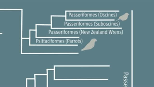 The Avian Tree of Life (16 of 16) | EurekAlert!