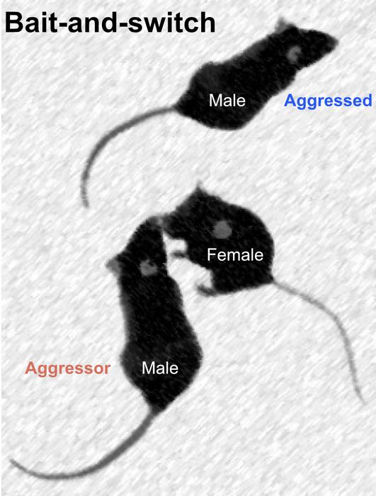 Male mice use female mice to d [IMAGE] | EurekAlert! Science News Releases