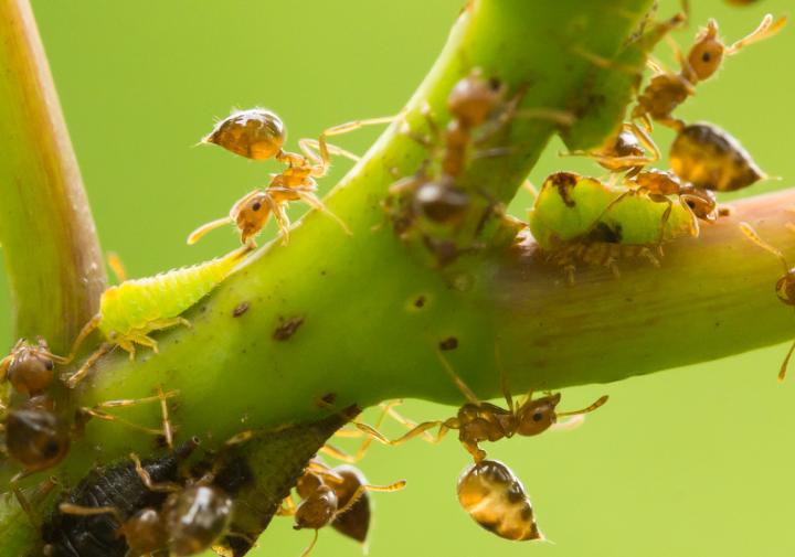 Insect food webs | EurekAlert!