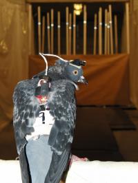 Pigeon experiment [IMAGE] | EurekAlert! Science News Releases