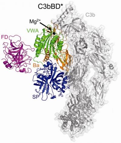 Structure of key molecule in immune system pr | EurekAlert!