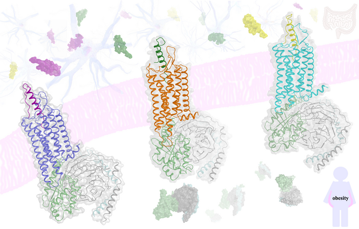NPY-NPYRs [IMAGE] | EurekAlert! Science News Releases