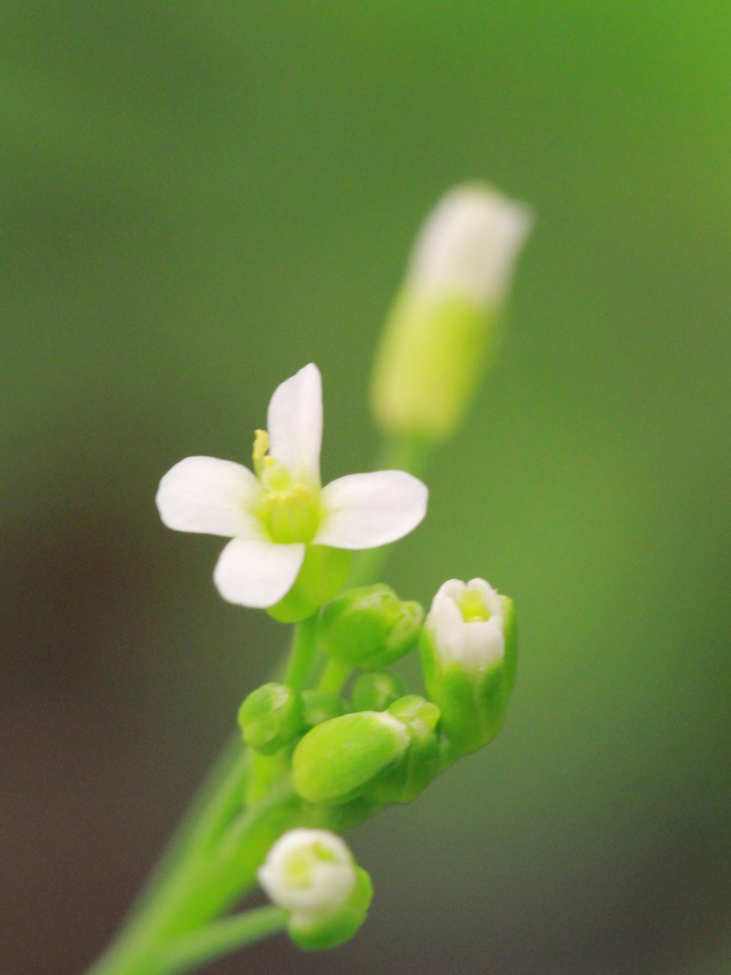 Arabidopsis Thaliana Flower