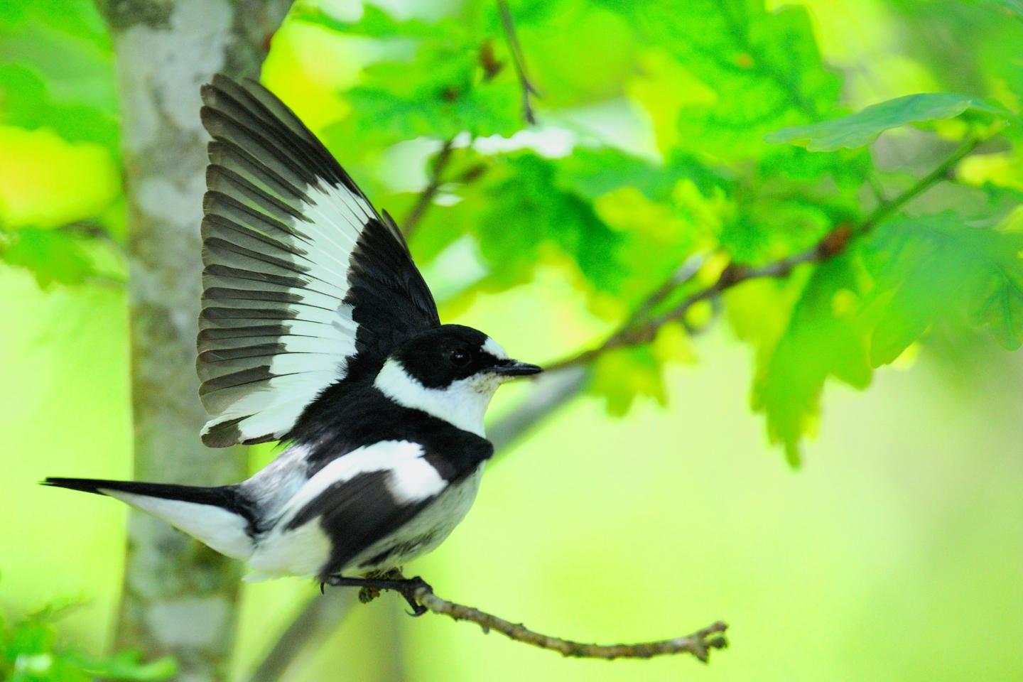 Male Collared Flycatcher (2 of [IMAGE] | EurekAlert! Science News Releases