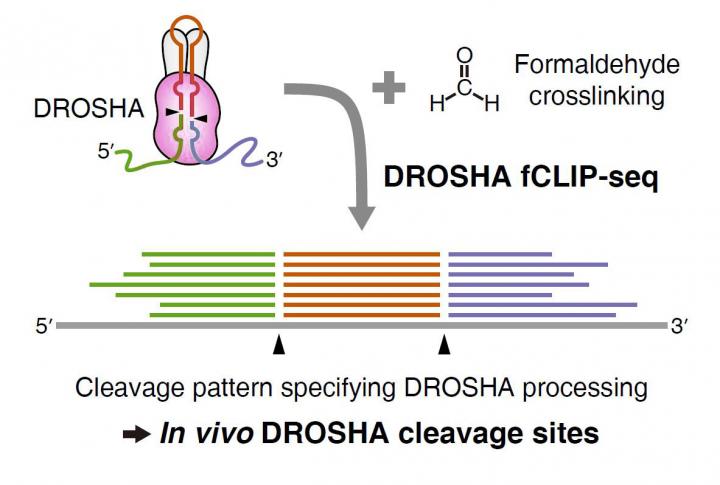 Mapping DROSHA's cleavage sites | EurekAlert!