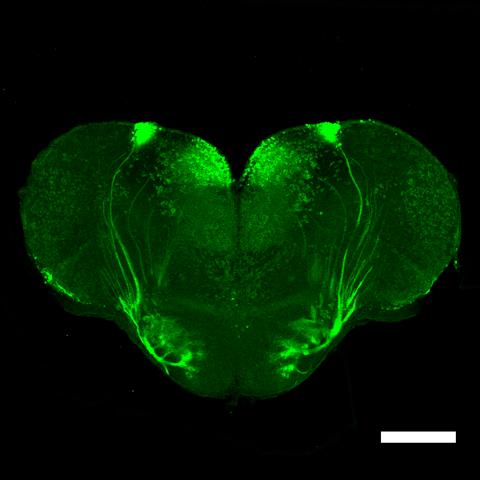 Fish Telencephalon [IMAGE] | EurekAlert! Science News Releases