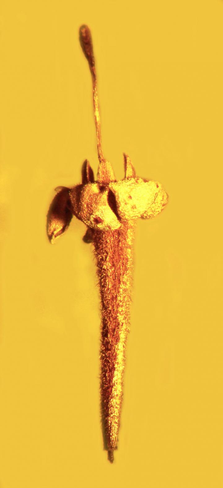 Ancient Flower [IMAGE] | EurekAlert! Science News Releases