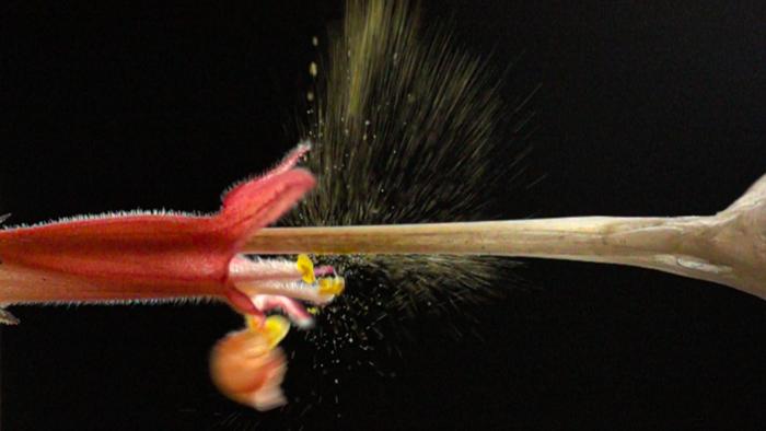 Explosive pollination [IMAGE] | EurekAlert! Science News Releases